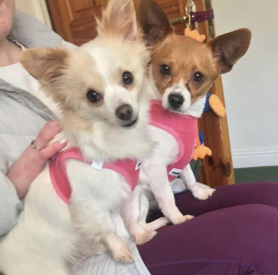 Trixie & Sandy RESERVED - Rescue Dogs for Adoption | Shelter Dog Homes