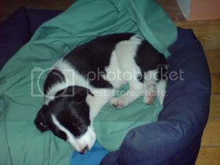 Rambo aka Homer - Roxy aka Maggie - HOMED - Dogs in Distress