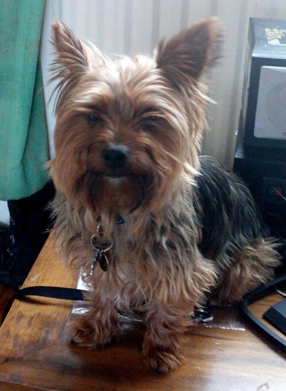 Cian - yorkshire terrier - HOMED - Dogs in Distress