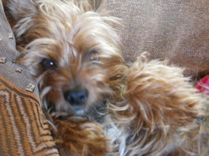 Cian - yorkshire terrier - HOMED - Dogs in Distress