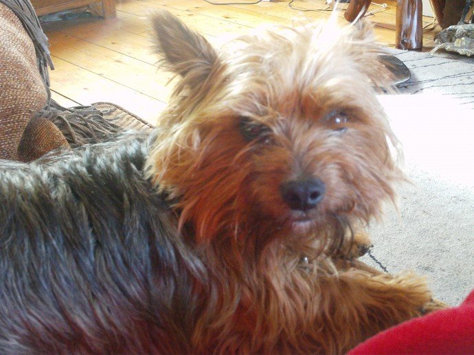 Cian - yorkshire terrier - HOMED - Dogs in Distress