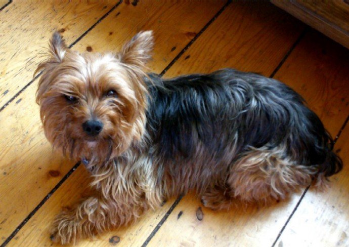 Cian - yorkshire terrier - HOMED - Dogs in Distress