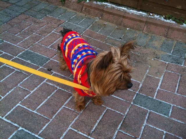 Cian - yorkshire terrier - HOMED - Dogs in Distress
