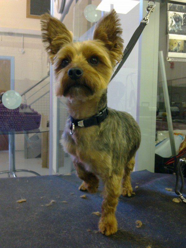 Cian - yorkshire terrier - HOMED - Dogs in Distress