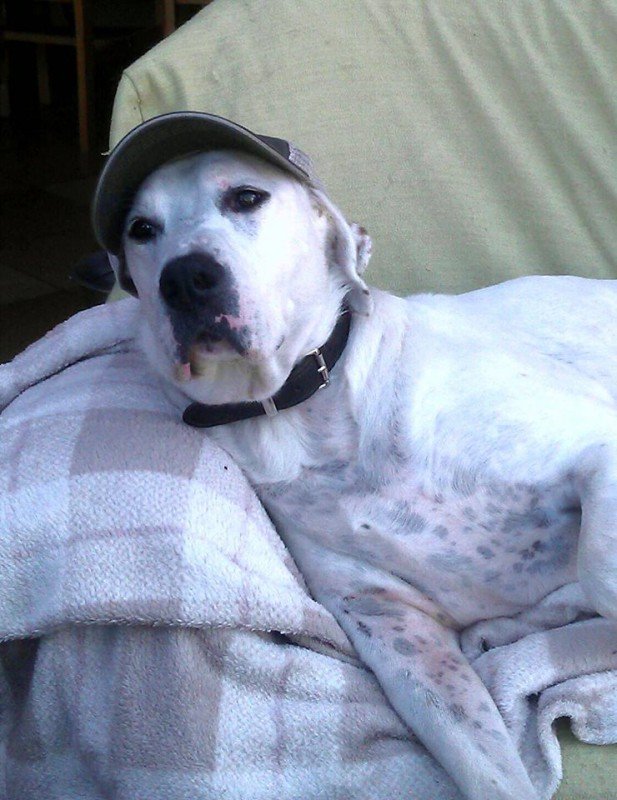 News of Beano - Dogs in Distress