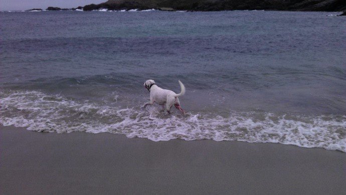 News of Beano - Dogs in Distress