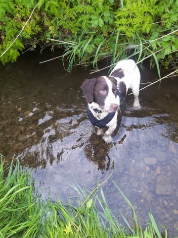 Milo - 6mt old Springer Spaniel**HOMED** - Dogs in Distress