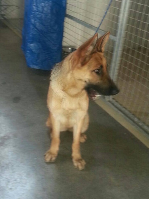 Kim.. year old GSD..ref. 40...HOMED - Dogs in Distress