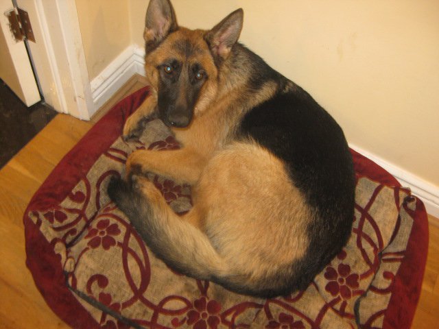 Yasmine - German Shepherd *HOMED* - Dogs in Distress