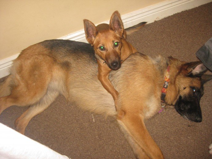 Yasmine - German Shepherd *HOMED* - Dogs in Distress