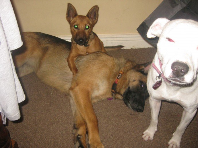 Yasmine - German Shepherd *HOMED* - Dogs in Distress