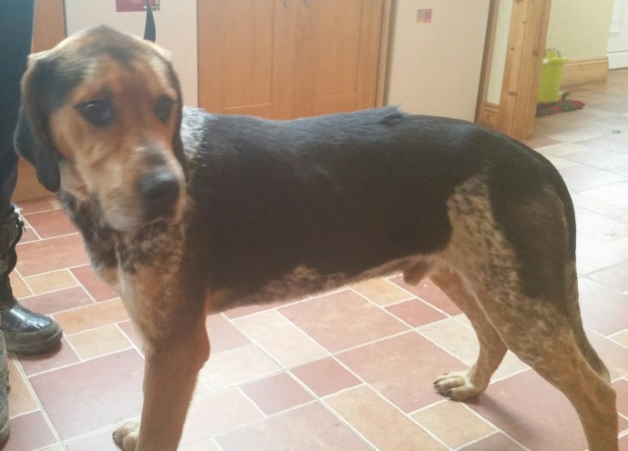 Rex....English Foxhound....2yrs - Dogs in Distress