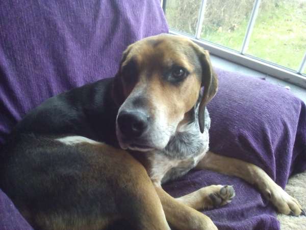 Rex....English Foxhound....2yrs - Dogs in Distress