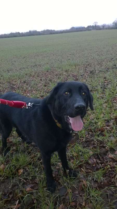Re: Tubbs..8 month old male Lab puppy..ref. 65 HOMED - Dogs in Distress