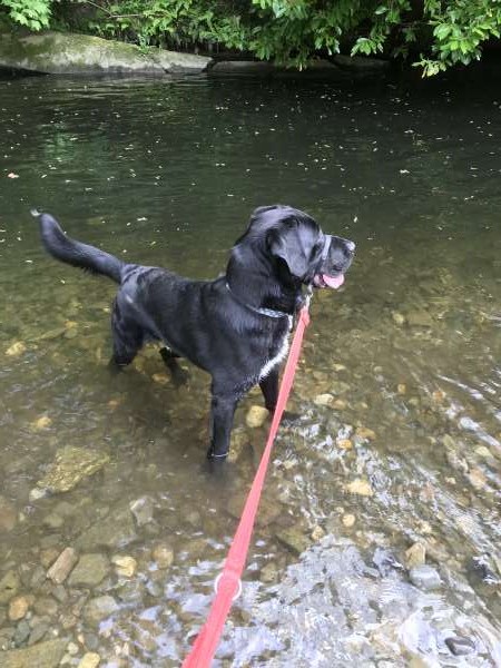 Ted 14mt old Newfoundland x Lab HOMED - Dogs in Distress