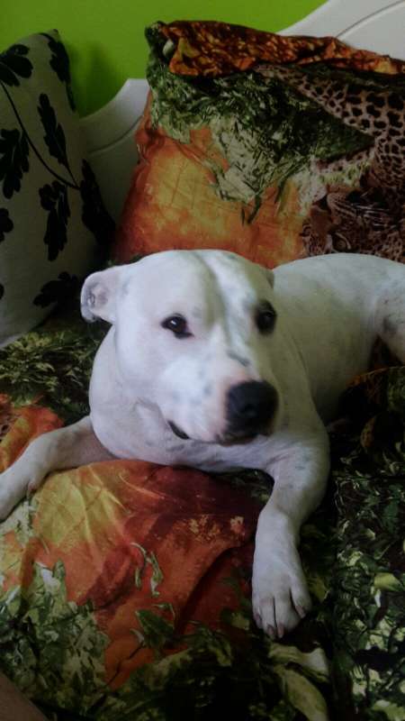 Sydney...1yr old Staffie..HOMED - Dogs in Distress