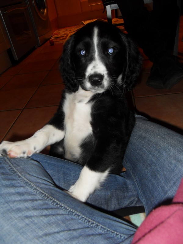Diesel - Springer Spaniel x Lab (8wks old) HOMED - Dogs in Distress