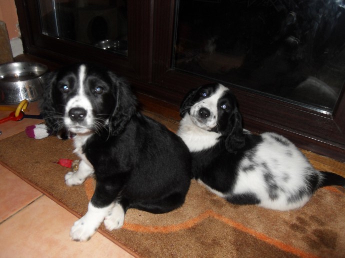 Diesel - Springer Spaniel x Lab (8wks old) HOMED - Dogs in Distress