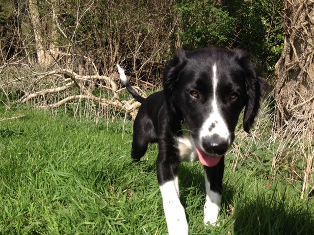 Diesel - Springer Spaniel x Lab (8wks old) HOMED - Dogs in Distress