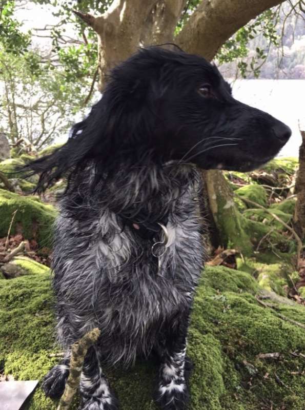Diesel - Springer Spaniel x Lab (8wks old) HOMED - Dogs in Distress