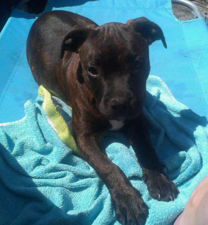 Tonto - 5wk old Staffie X puppy - HOMED - Dogs in Distress
