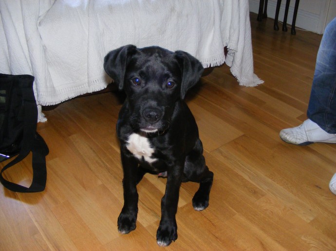 Charlie - 12 week old Lab x Boxer - HOMED - Dogs in Distress