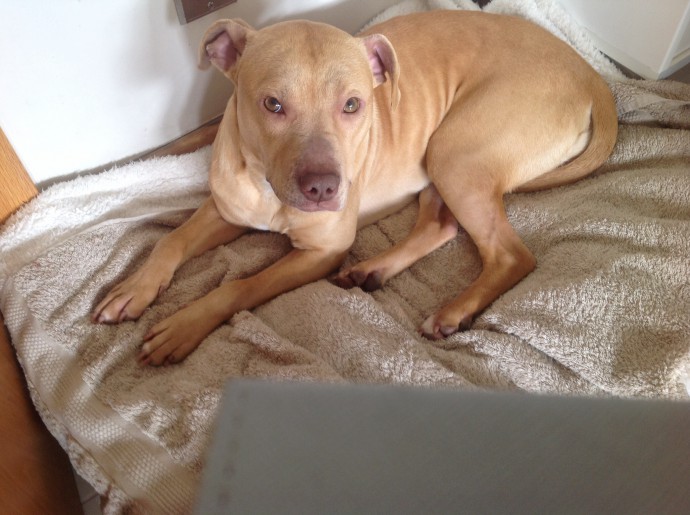 Sky - 10mt old Staffie- ref 121 *HOMED* - Dogs in Distress
