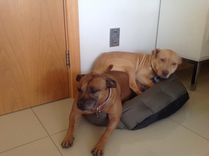 Sky - 10mt old Staffie- ref 121 *HOMED* - Dogs in Distress