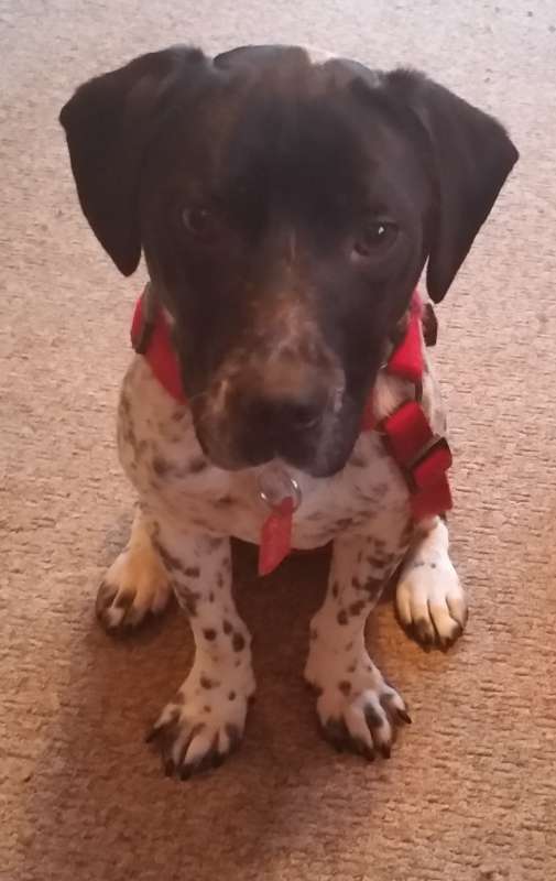 Simon..10 month old Springer X Staffie..ref. 508 - Dogs in Distress