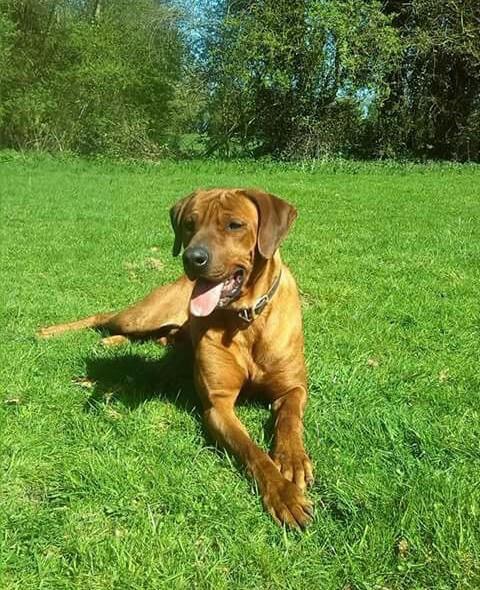 Buddy..5 year old Rhodesian Ridgeback - Dogs in Distress
