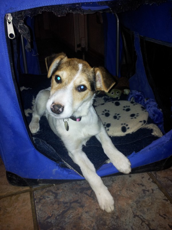 Penny - Dogs in Distress