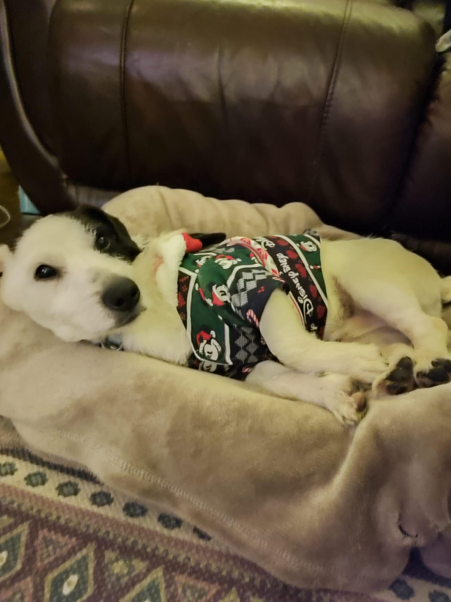 Buddy - Dogs in Distress