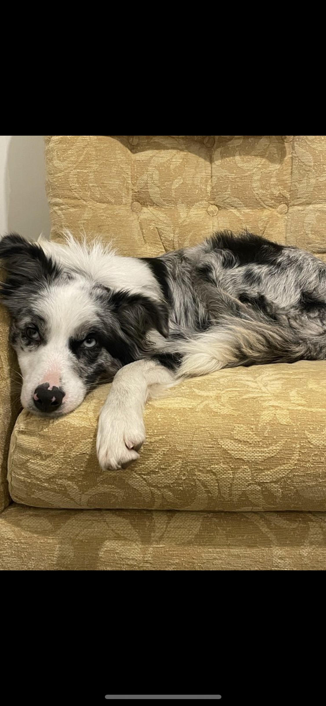 Penny - Dogs in Distress