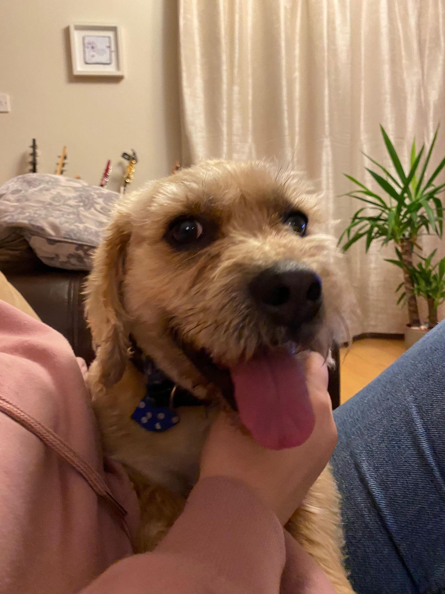 Rescue Dogs for Adoption | Shelter Dog Homes