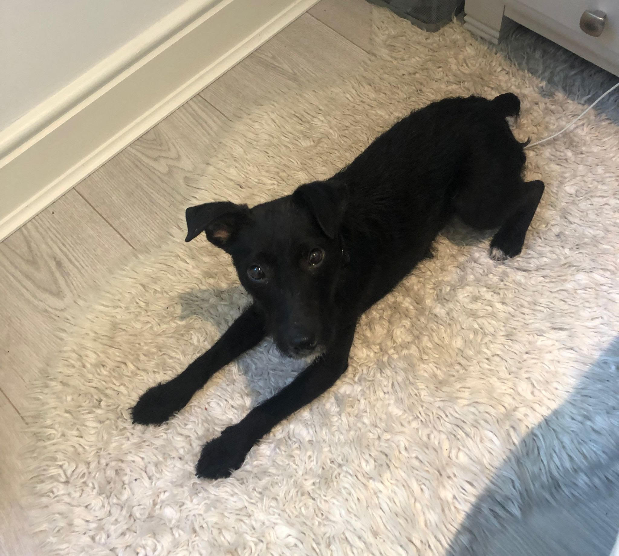 Heidi - Dogs in Distress