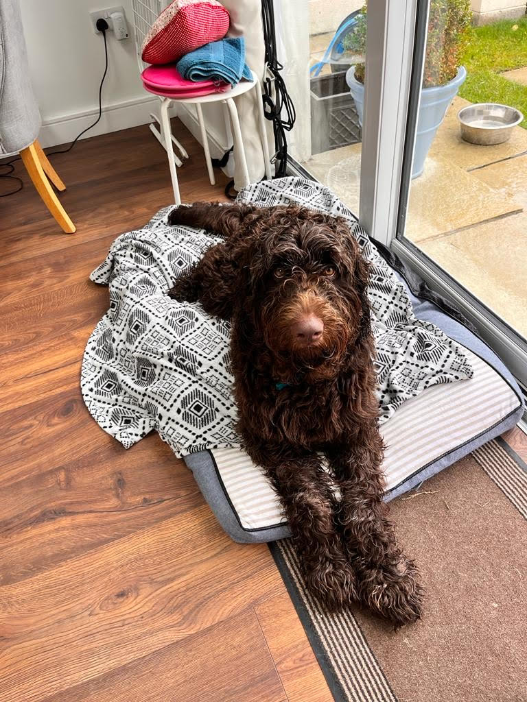 Hugo Reserved - Rescue Dogs for Adoption | Shelter Dog Homes