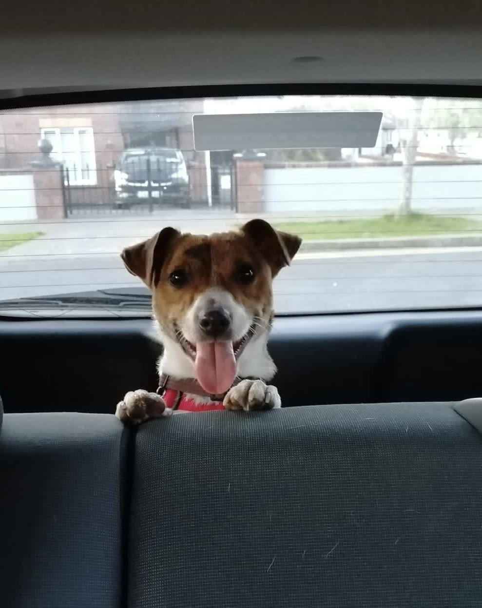 Sammy RESERVED - Dogs in Distress