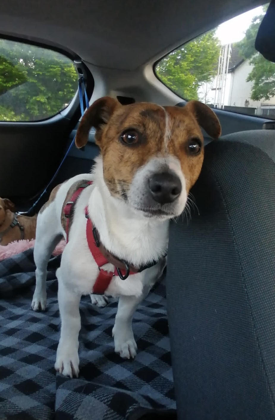 Sammy RESERVED - Dogs in Distress