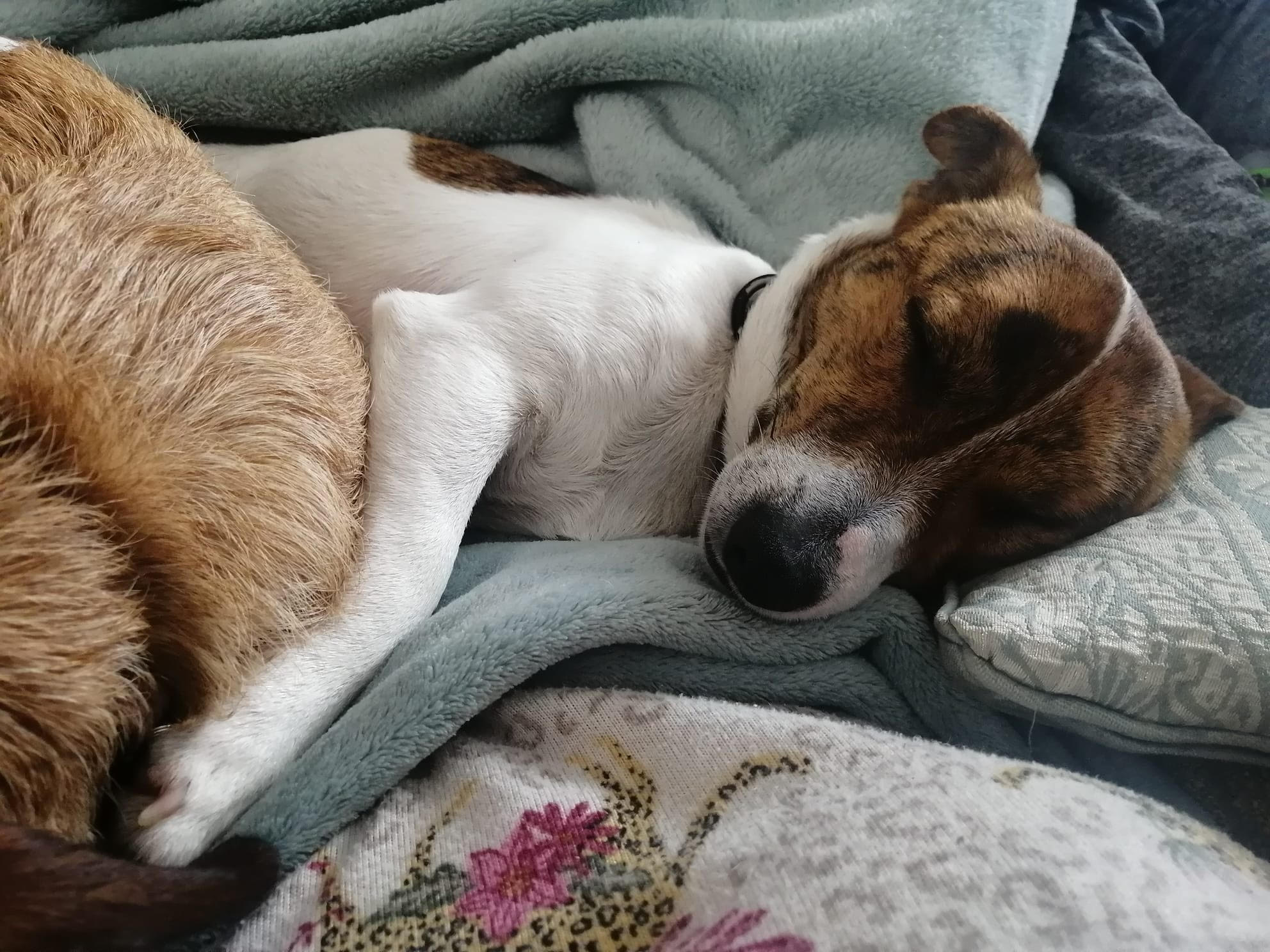 Sammy RESERVED - Dogs in Distress