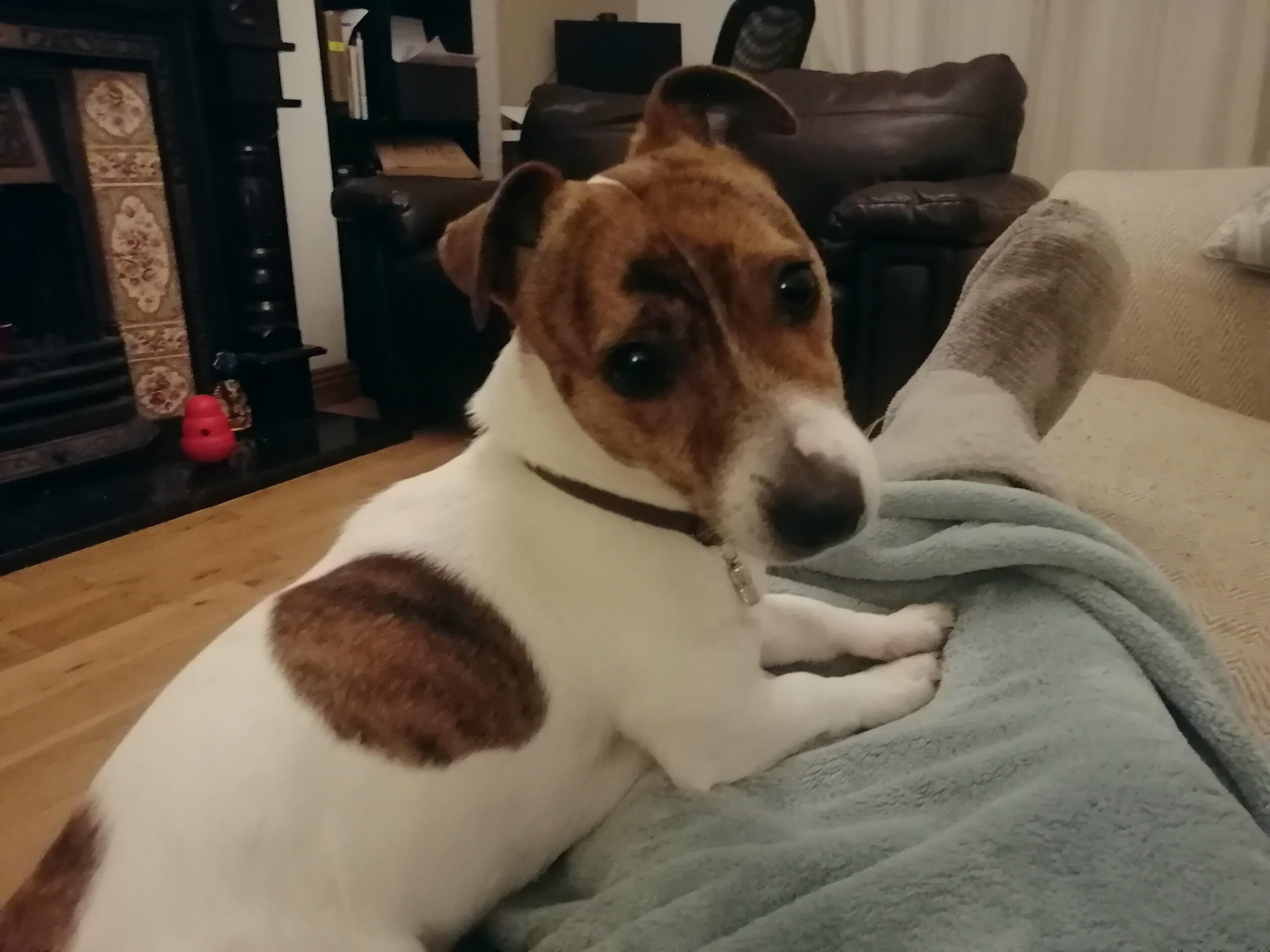 Sammy RESERVED - Rescue Dogs for Adoption | Shelter Dog Homes