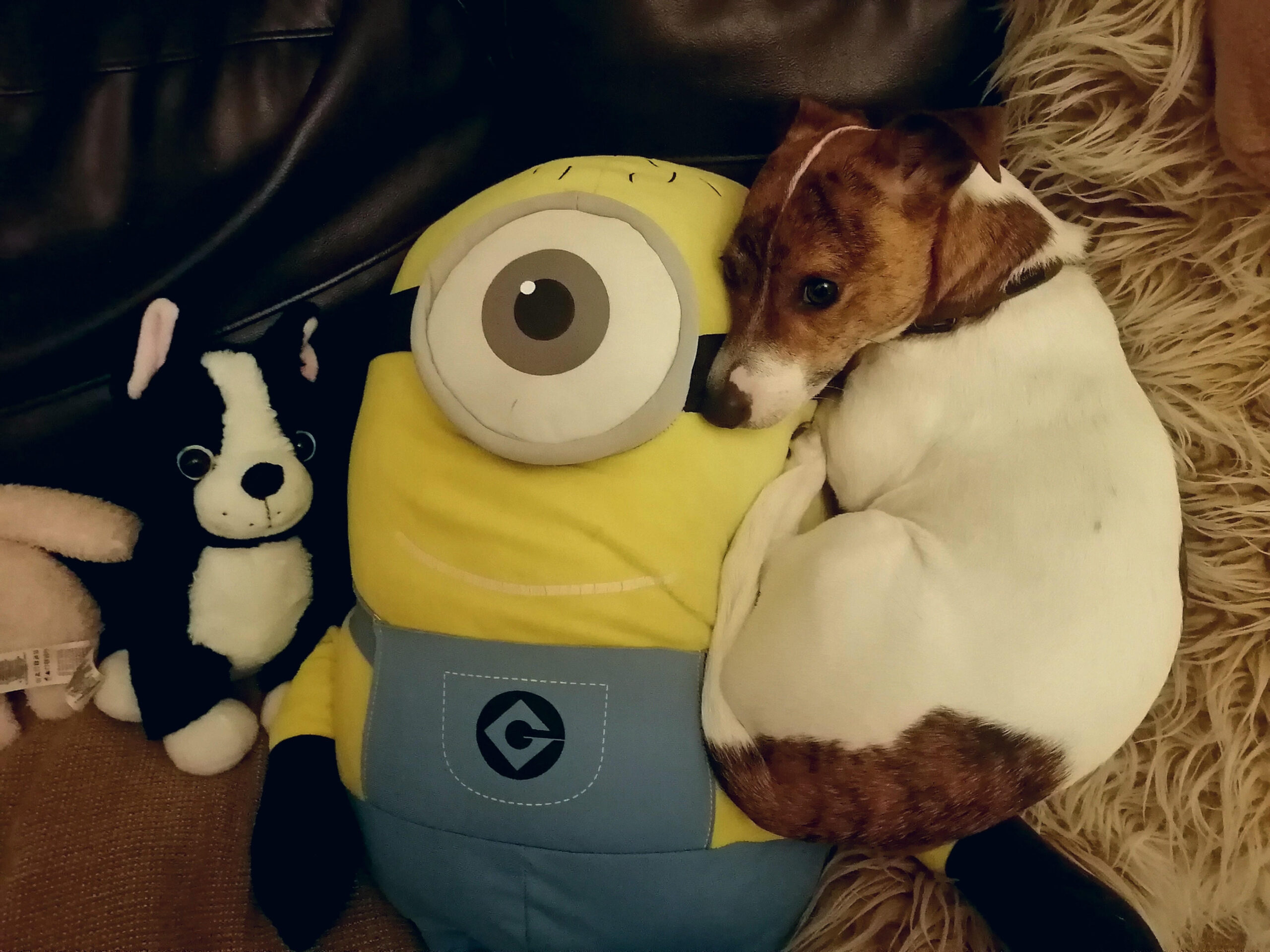 Sammy RESERVED - Dogs in Distress