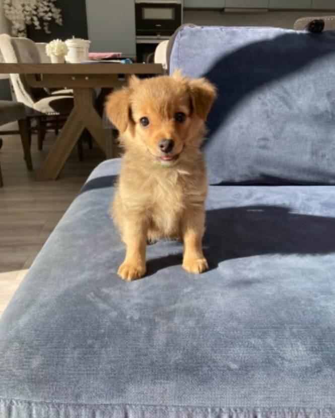 Roo - Rescue Dogs for Adoption | Shelter Dog Homes