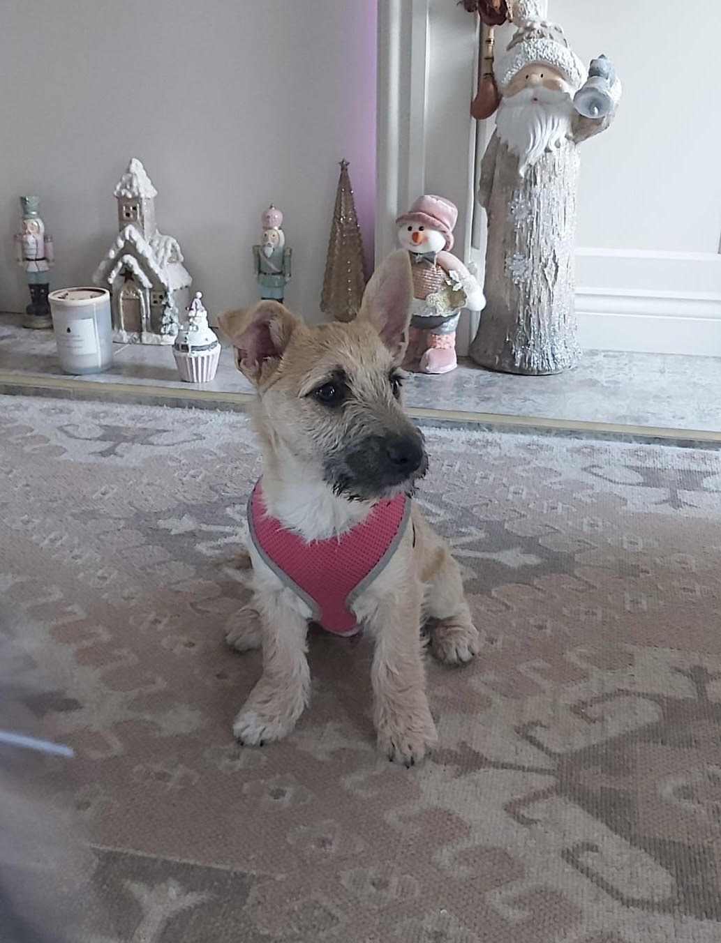 Buzz RESERVED - Dogs in Distress