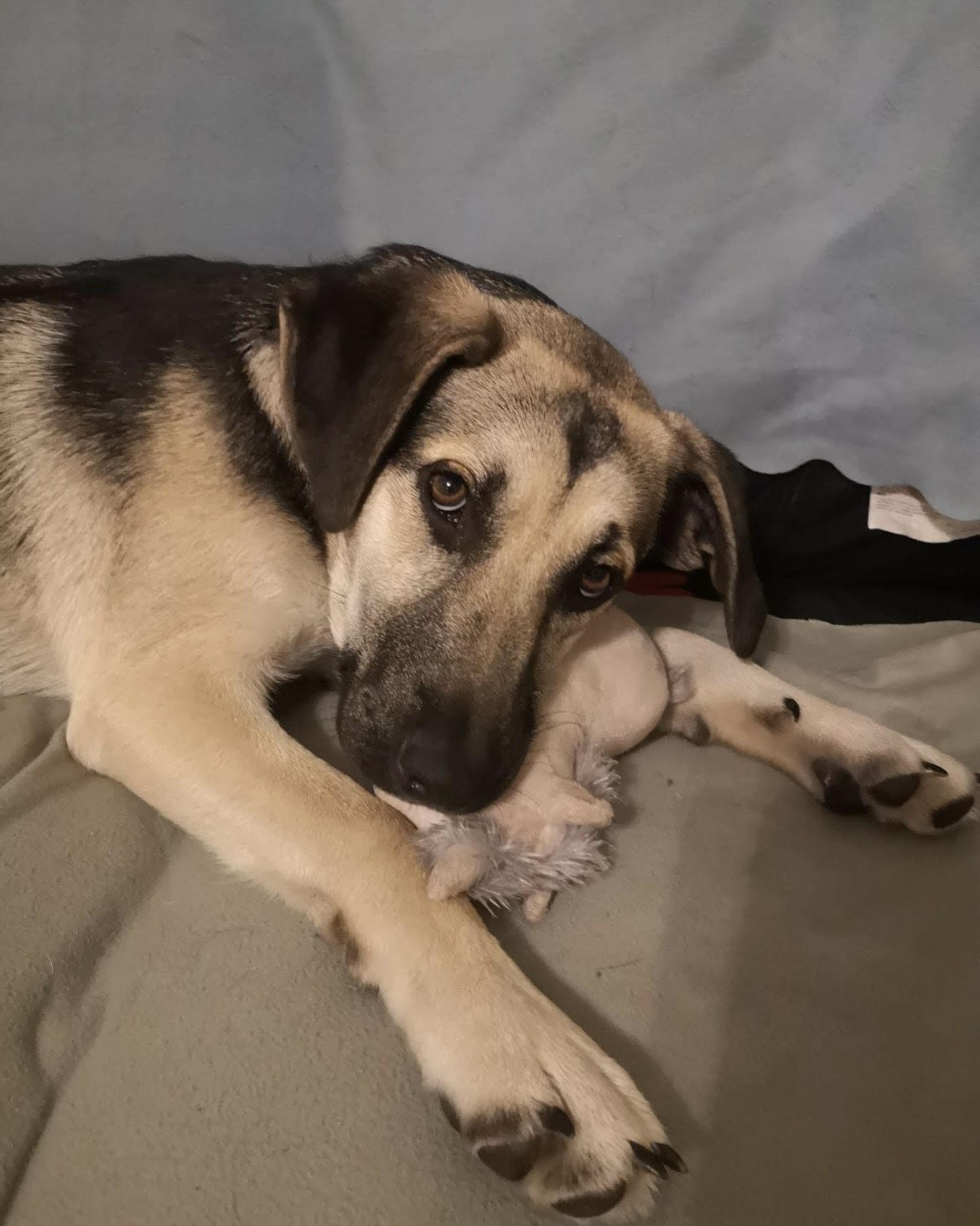 Dusty - Dogs in Distress