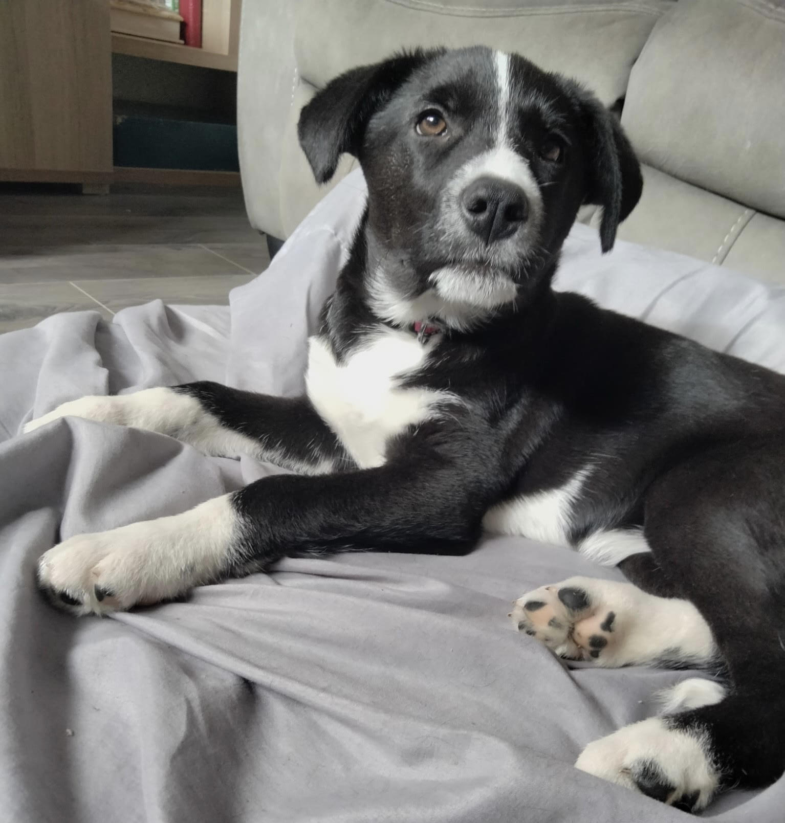 Allie - Rescue Dogs for Adoption | Shelter Dog Homes