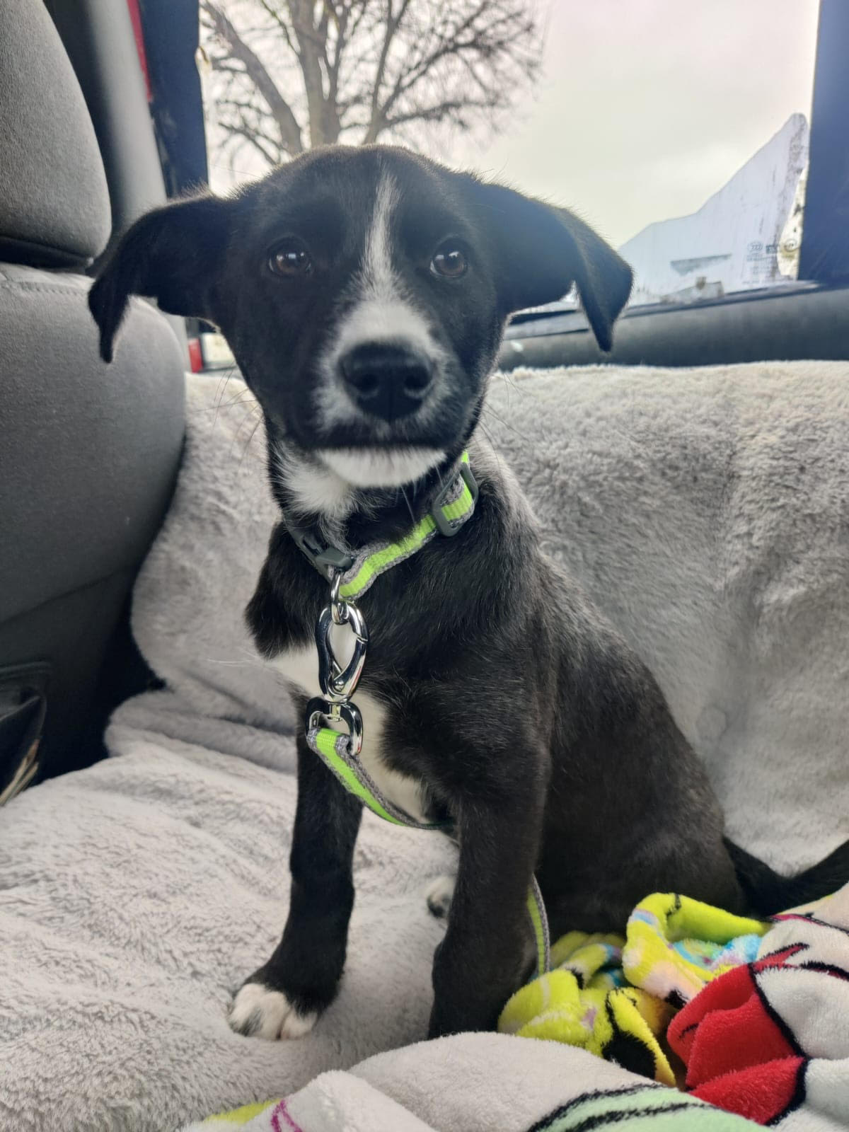 Amber - Dogs in Distress